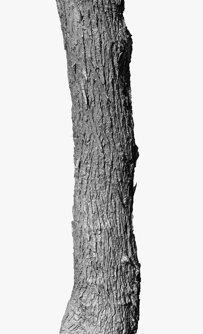 Tree Trunk 09 Scan 3 X 16k Textures 3D Model - TurboSquid 1802412