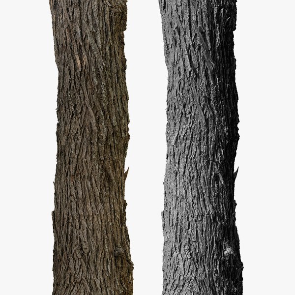 Tree trunk 3D model - TurboSquid 1253182