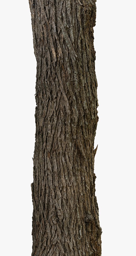 Tree Trunk 09 Scan 3 X 16k Textures 3D Model - TurboSquid 1802412