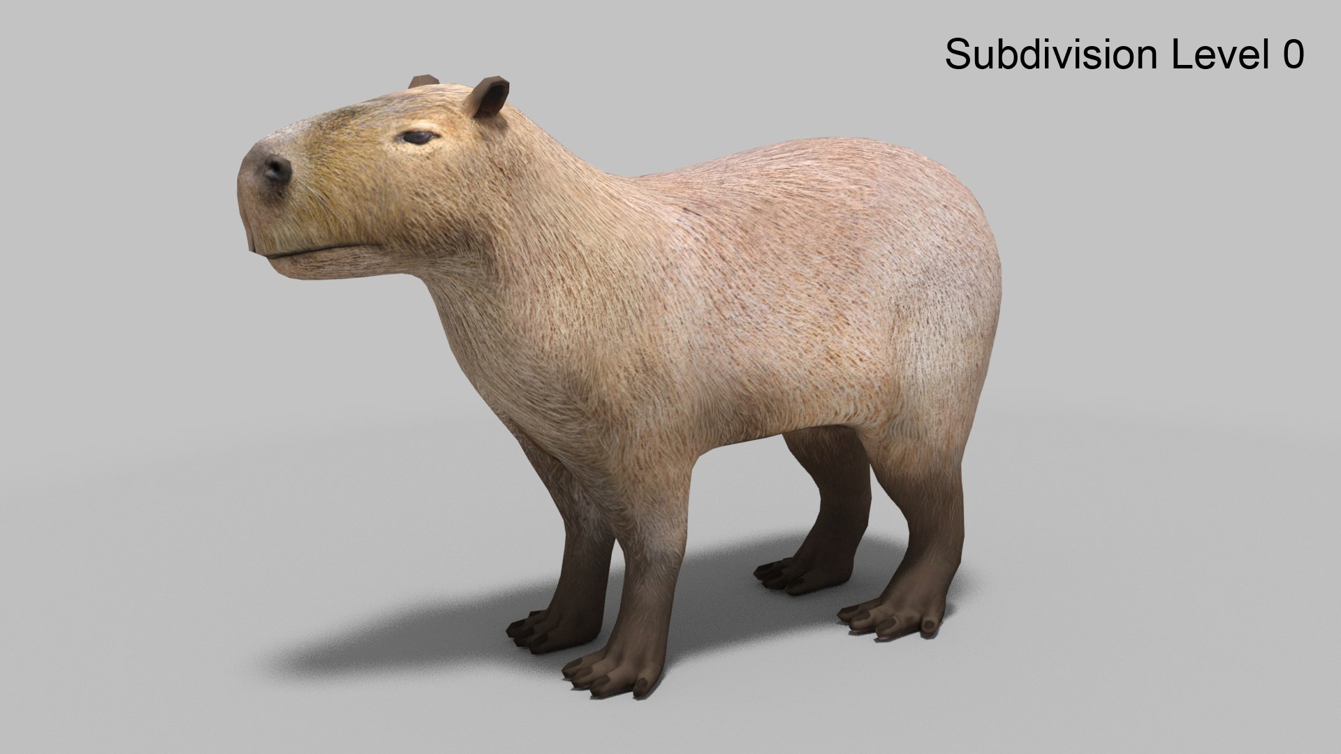 3D Capybara Model - TurboSquid 2073535