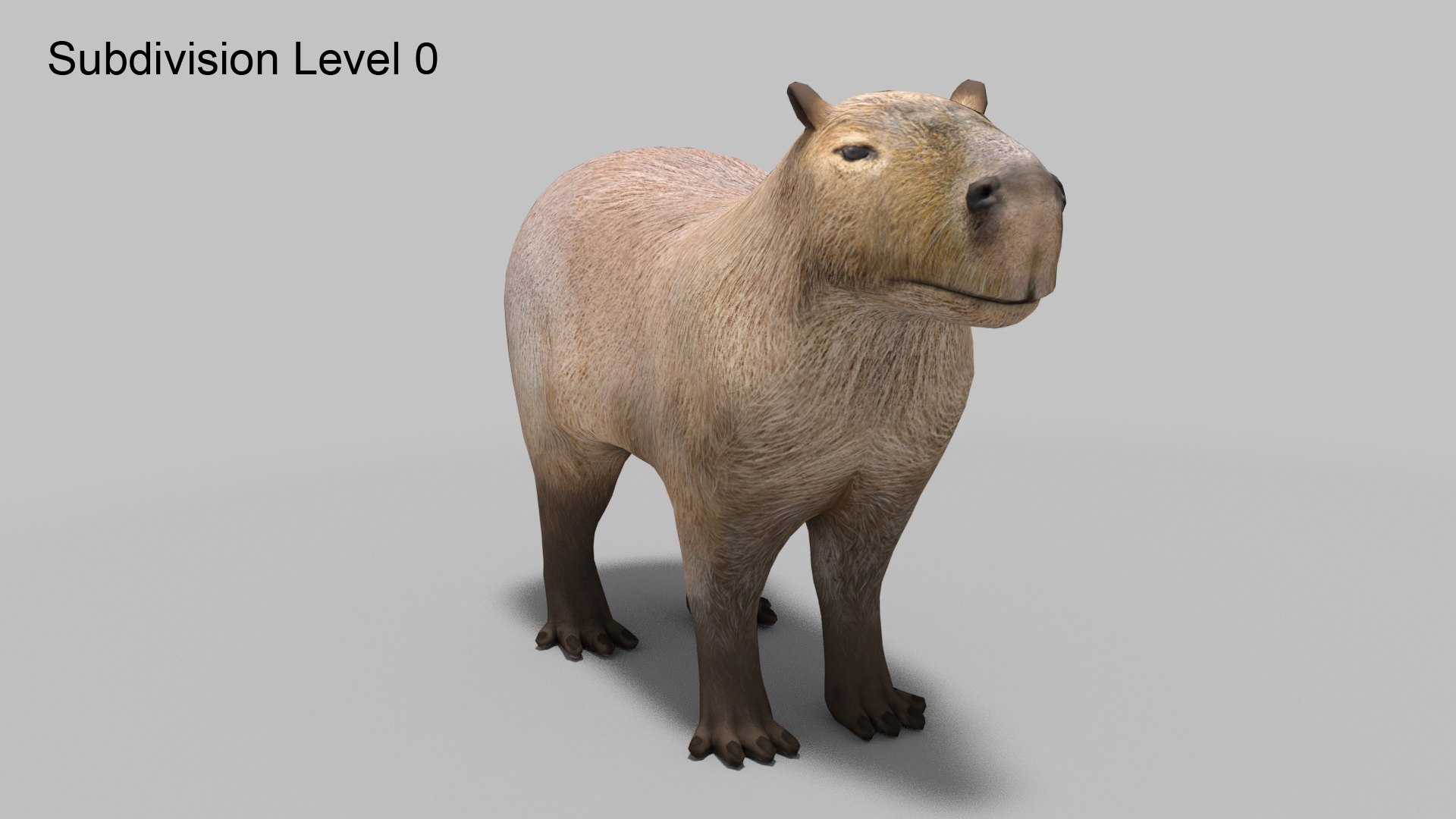 3D Capybara Model - TurboSquid 2073535