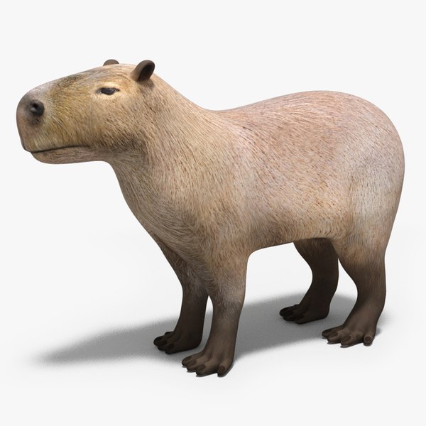 modelo 3d Capybara - TurboSquid 2073535