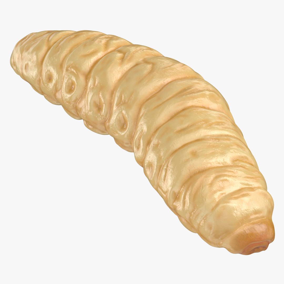 Maggots Poses 3D - TurboSquid 1398889