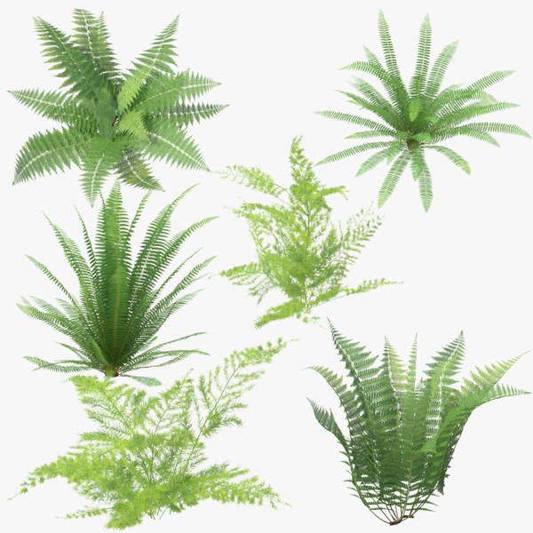 Fern 3D Models for Download | TurboSquid