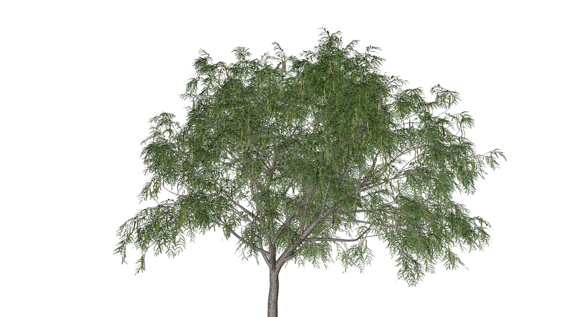3D Honey Mesquite Tree - 07 - - TurboSquid 2376208
