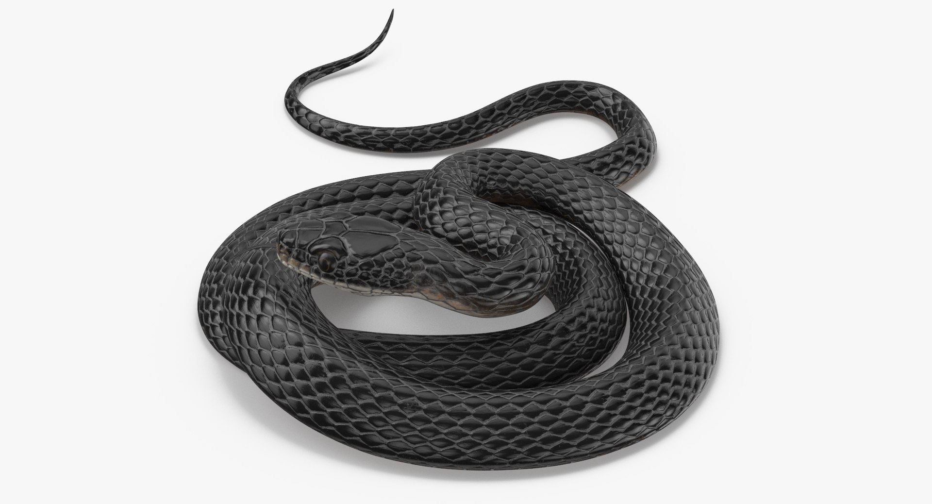 3d Black Snake 02 Model