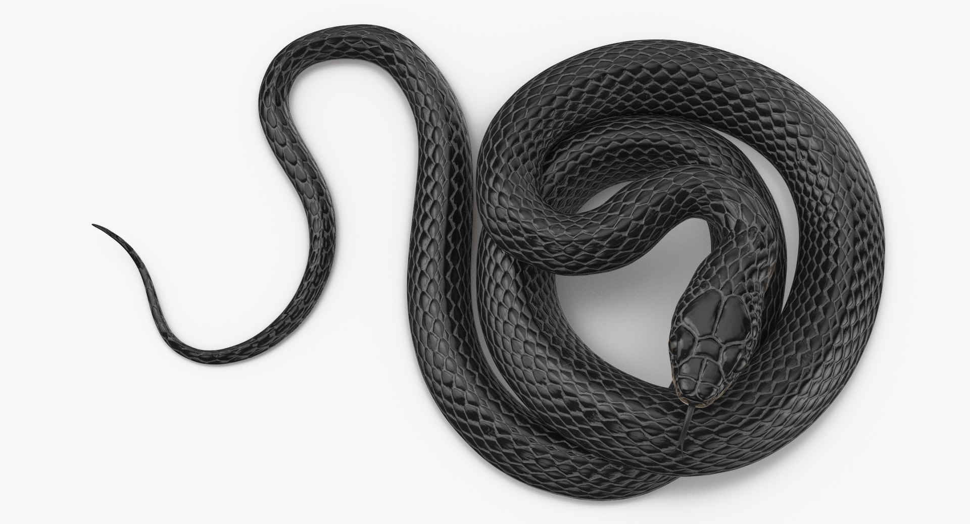3d Black Snake 02 Model