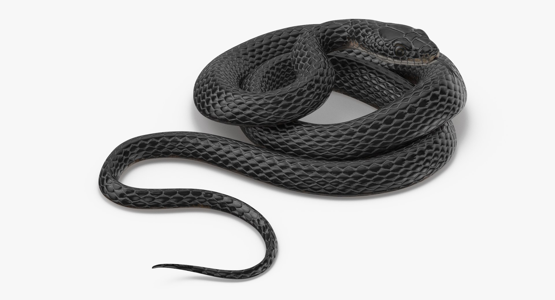 3d Black Snake 02 Model