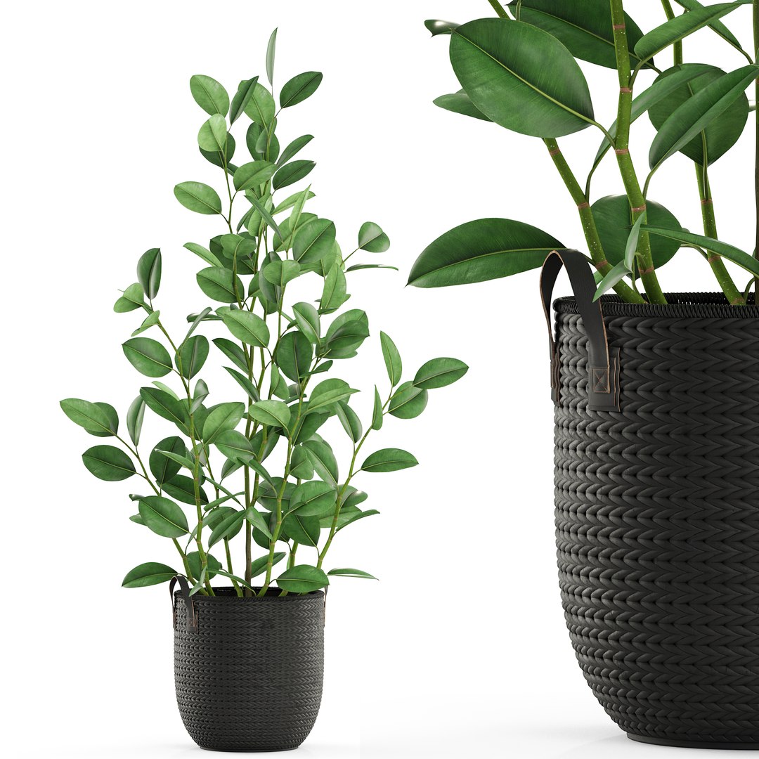 3D Plants Collection 457 - TurboSquid 1784525