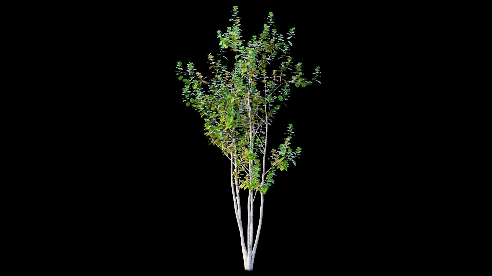 Little birch tree 3D model - TurboSquid 1872764