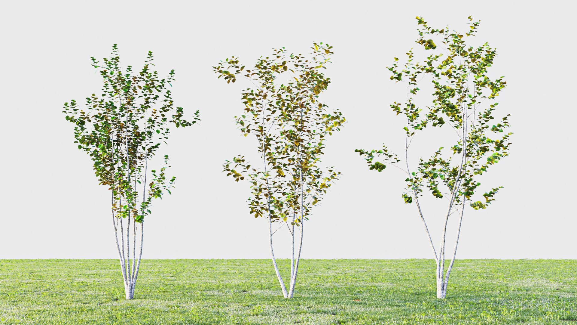 Little birch tree 3D model - TurboSquid 1872764