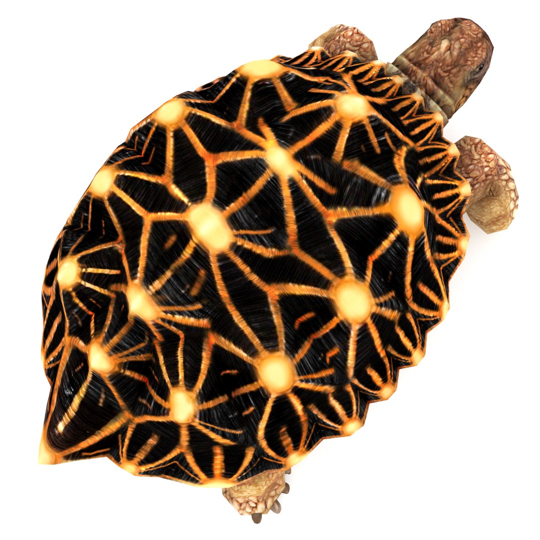 Star Tortoise 3D Model - TurboSquid 1448357