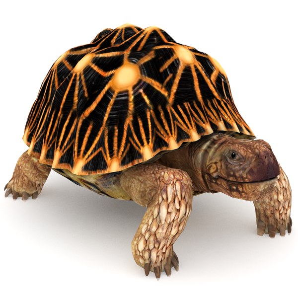 Tortoise 3D Models for Download | TurboSquid