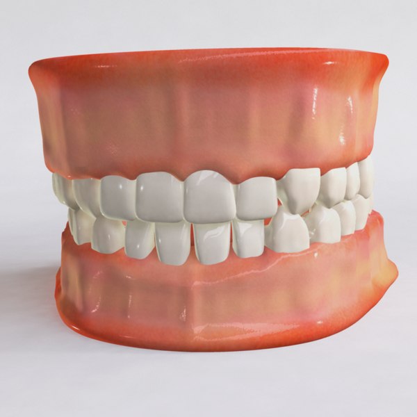 Free 3D Gums Models | TurboSquid