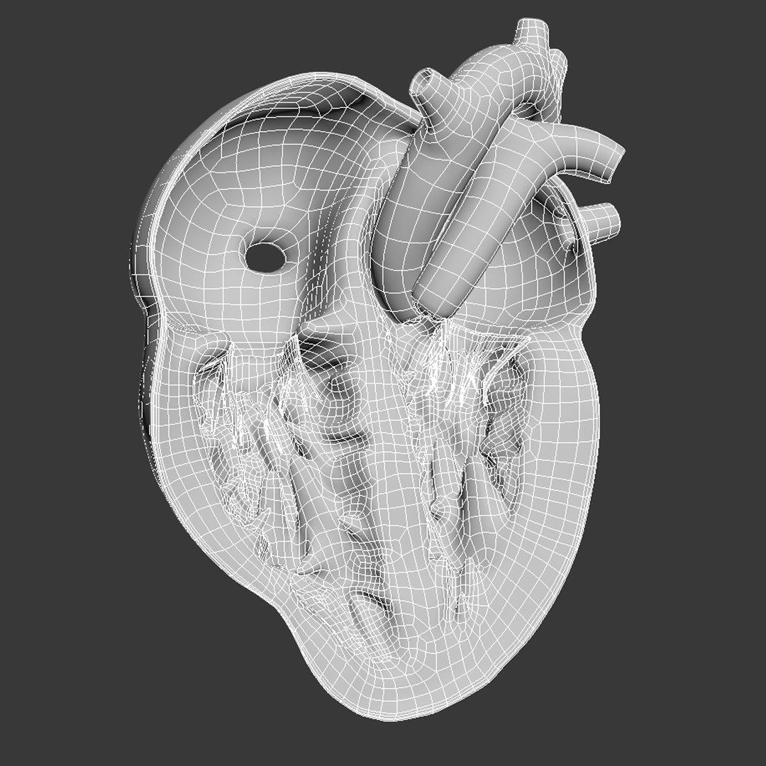 C4d Dugm01 Human Heart