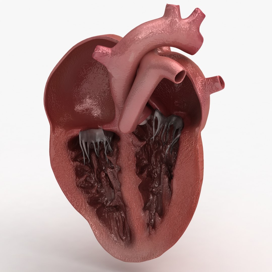 C4d Dugm01 Human Heart