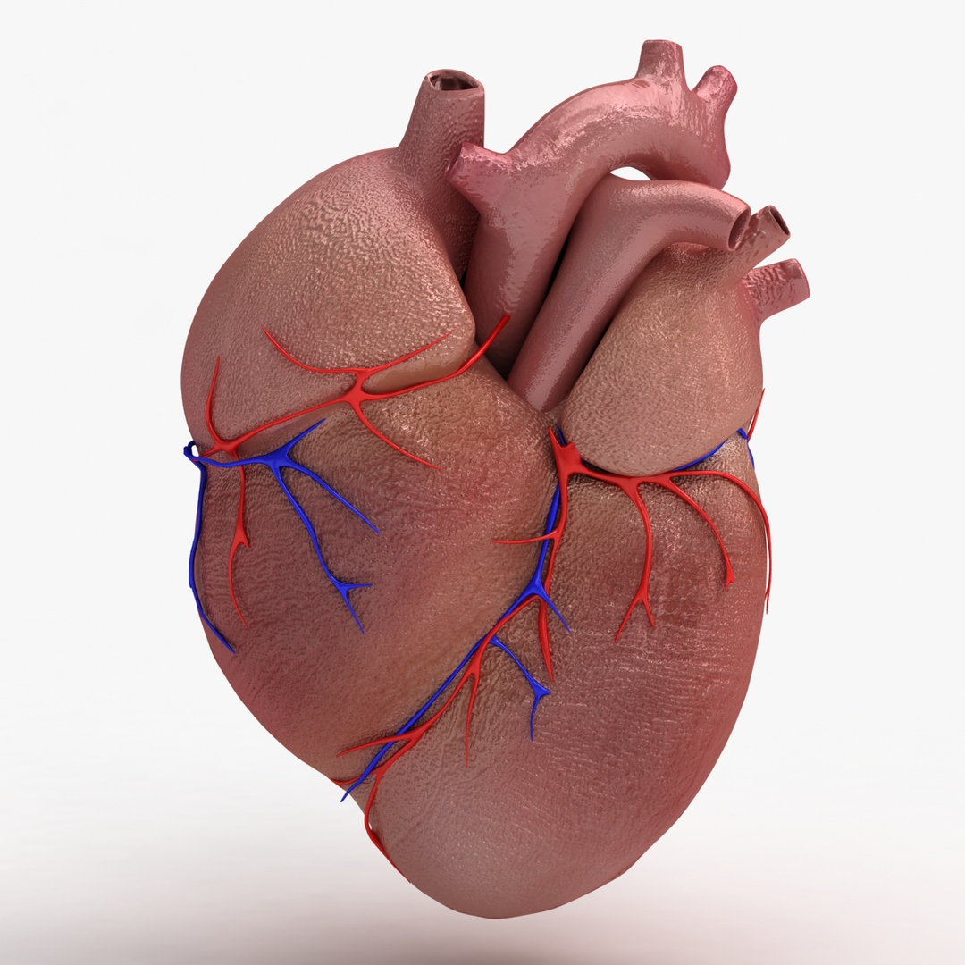 C4d Dugm01 Human Heart