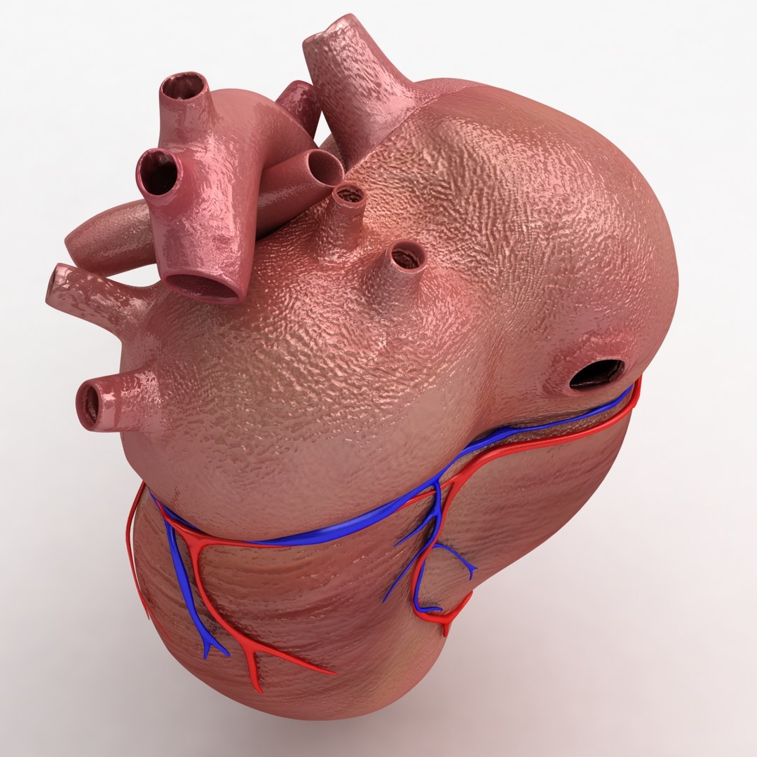 C4d Dugm01 Human Heart