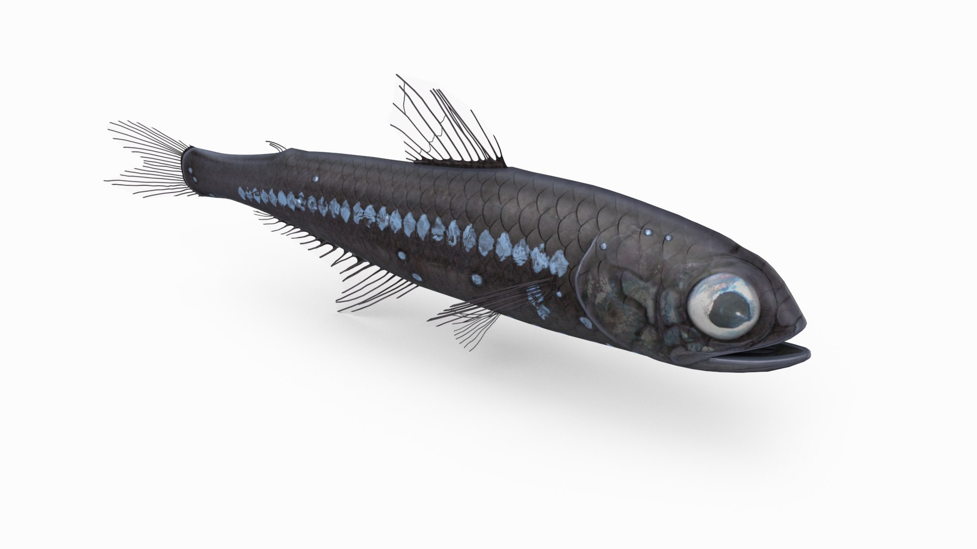 3D Model Lanternfish Pbr - TurboSquid 1463944