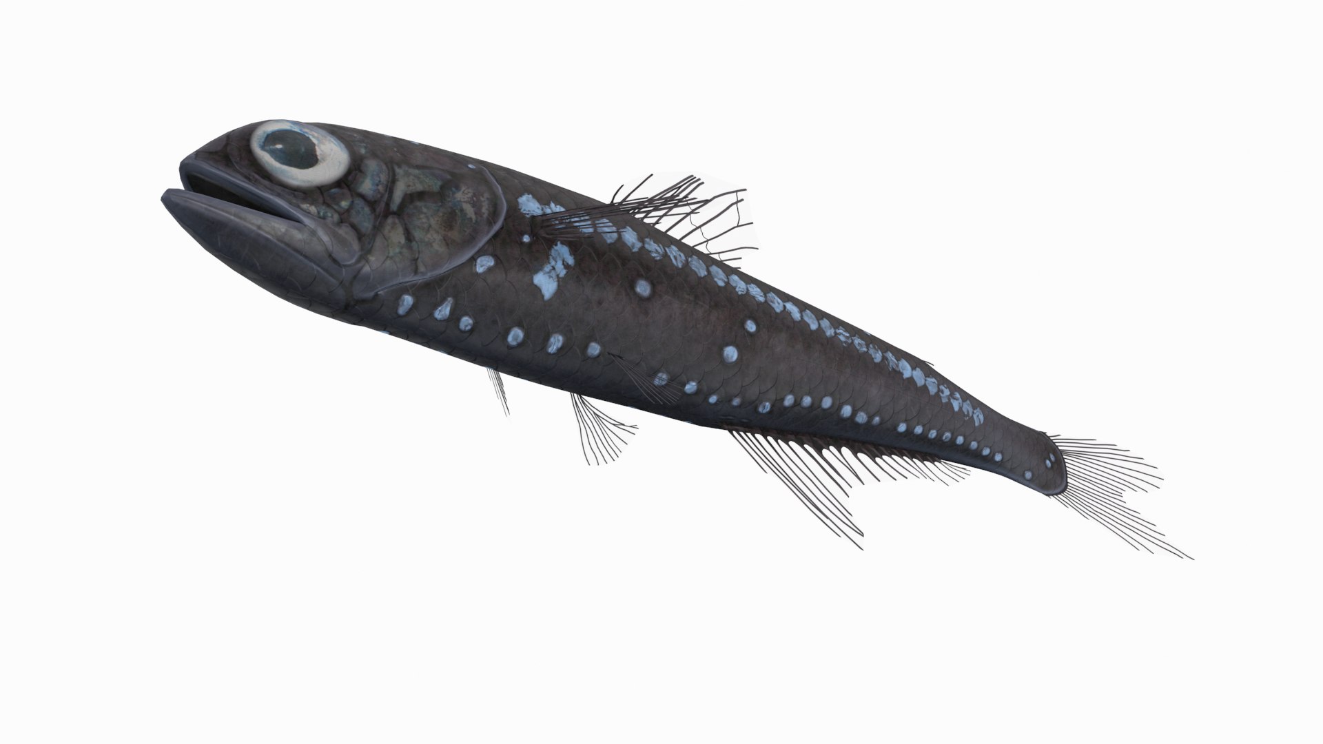 3D Model Lanternfish Pbr - TurboSquid 1463944