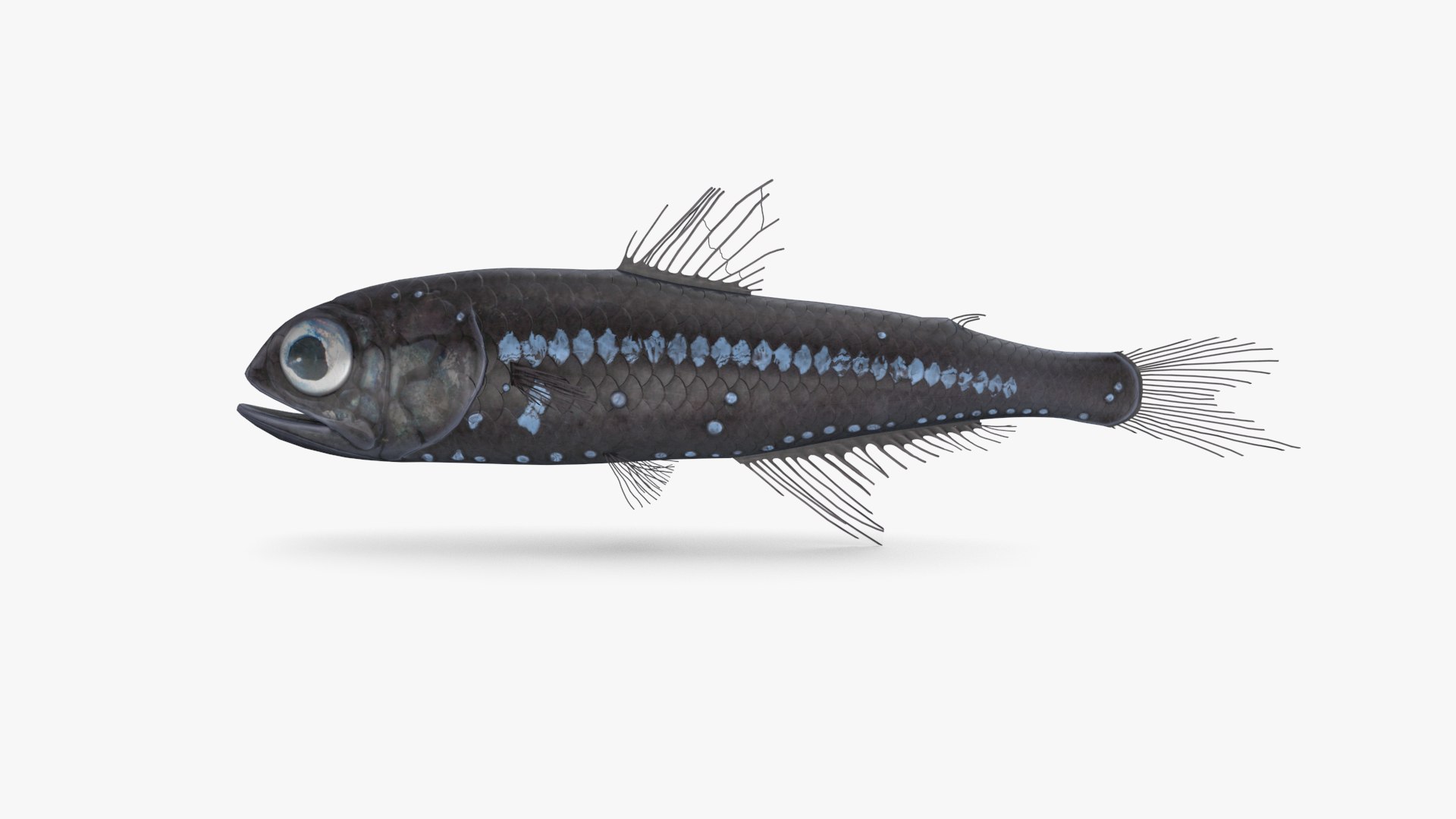 3D Model Lanternfish Pbr - TurboSquid 1463944