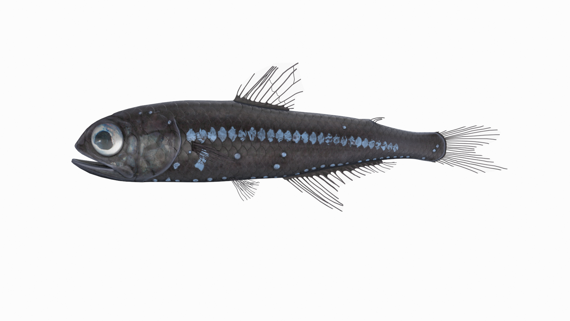 3D Model Lanternfish Pbr - TurboSquid 1463944