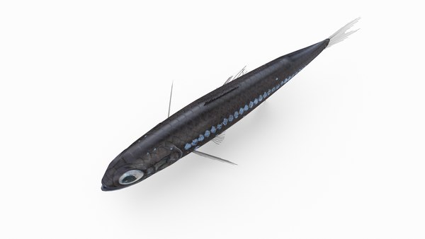modelo 3d Peces linterna - TurboSquid 1463944