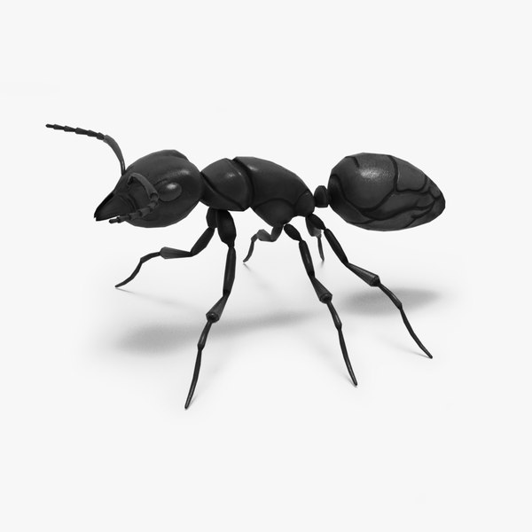 3D Black Ant model - TurboSquid 1990669