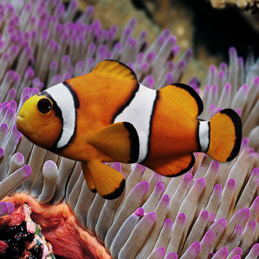 Max Clown Fish