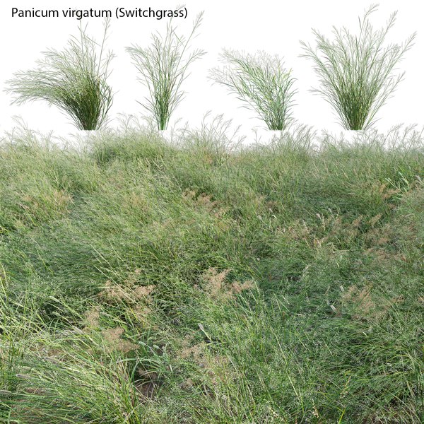 Panicum virgatum - Switchgrass 02 3D - TurboSquid 1977764