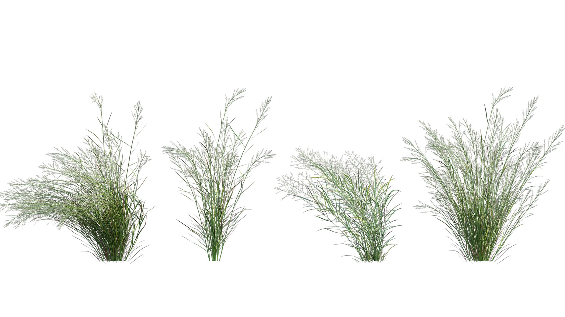 Panicum Virgatum - Switchgrass 02 3D - TurboSquid 1977764