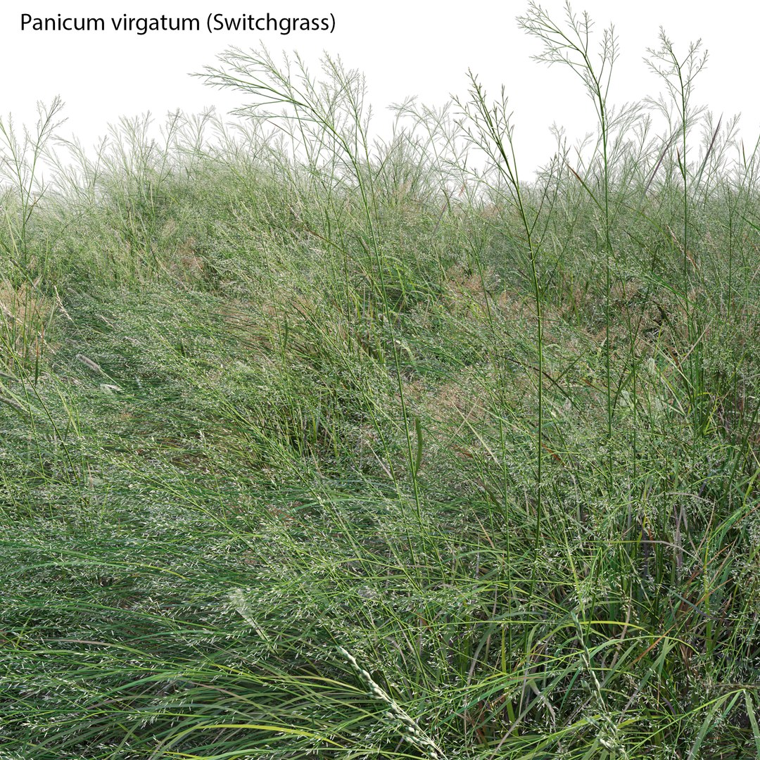 panicum virgatum ruby ribbons