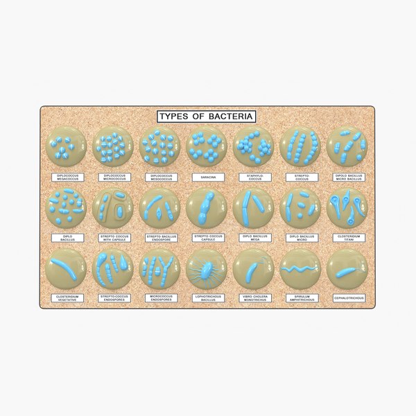 modelo 3d Tablero de tipos de bacterias - TurboSquid 1439103
