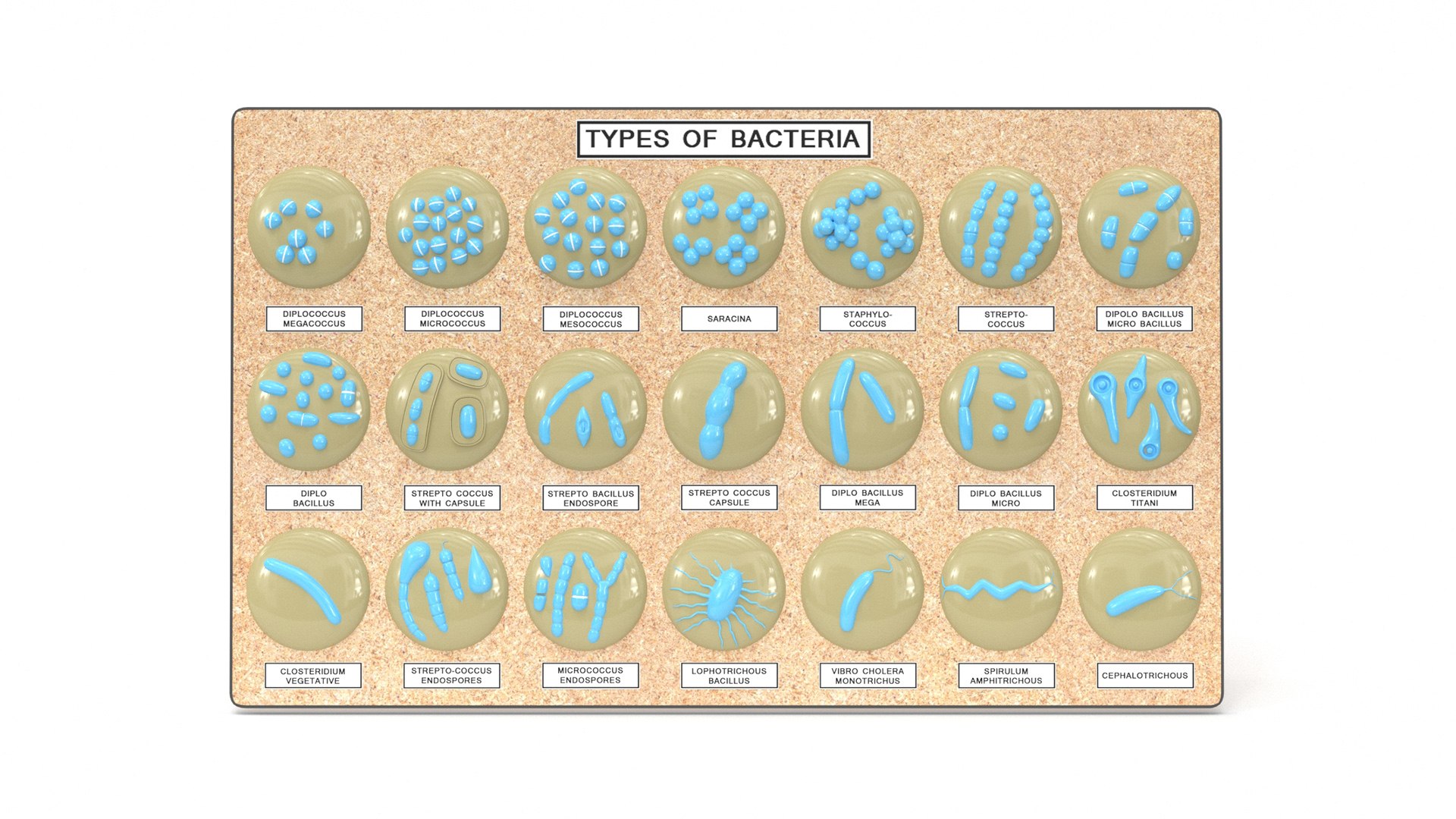 Bacteria Types Board Model - TurboSquid 1439103