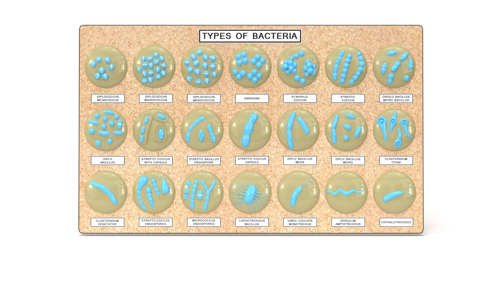 Bacteria Types Board Model - TurboSquid 1439103