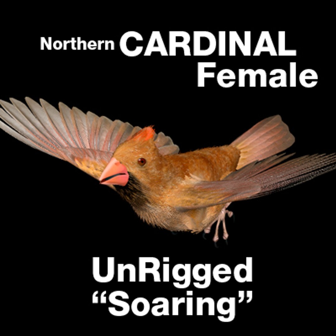 Cardinal - Female: Soaring 3d Model
