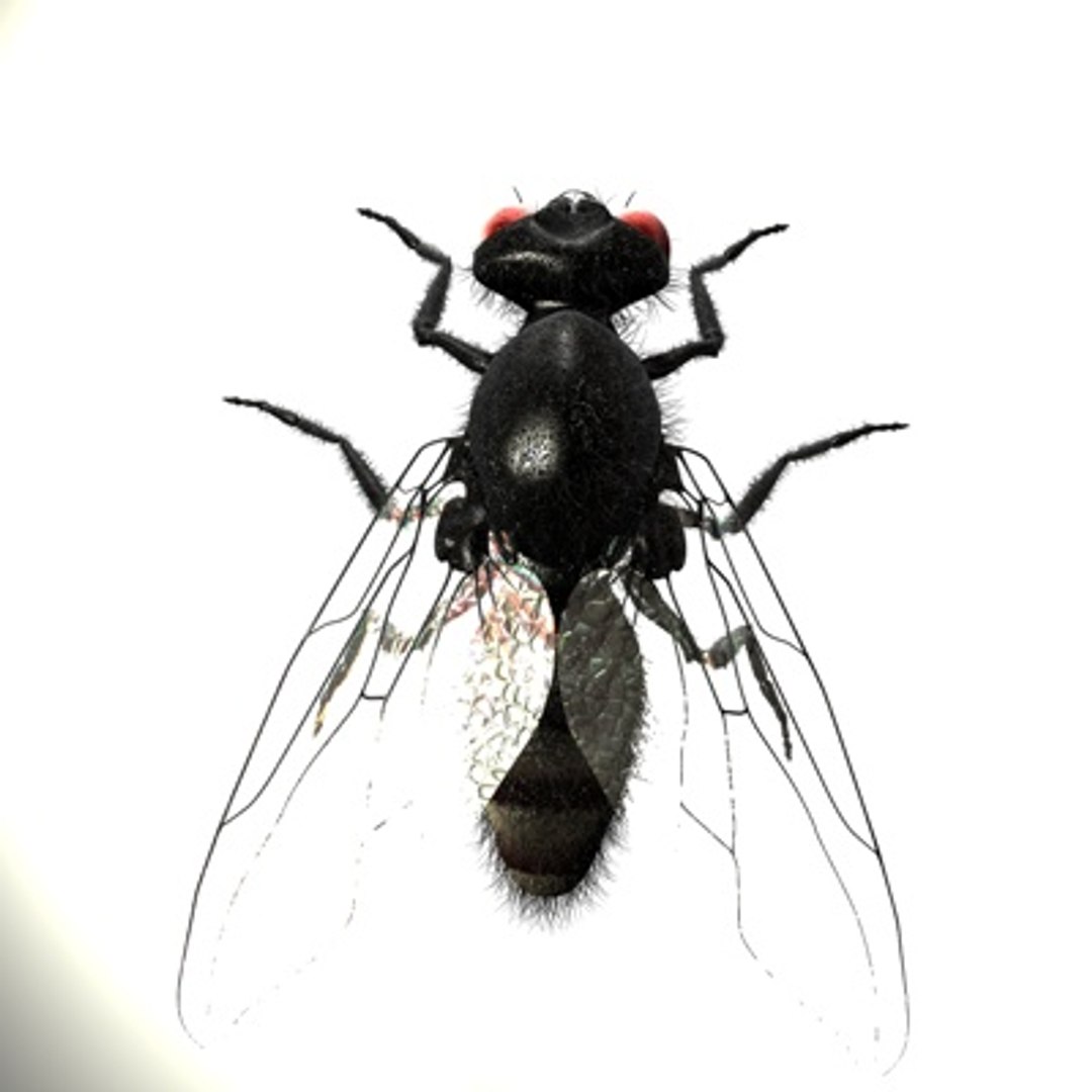 3d Housefly Hair Model