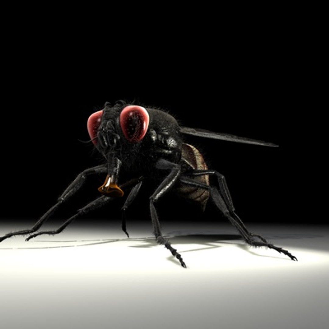 3d Housefly Hair Model