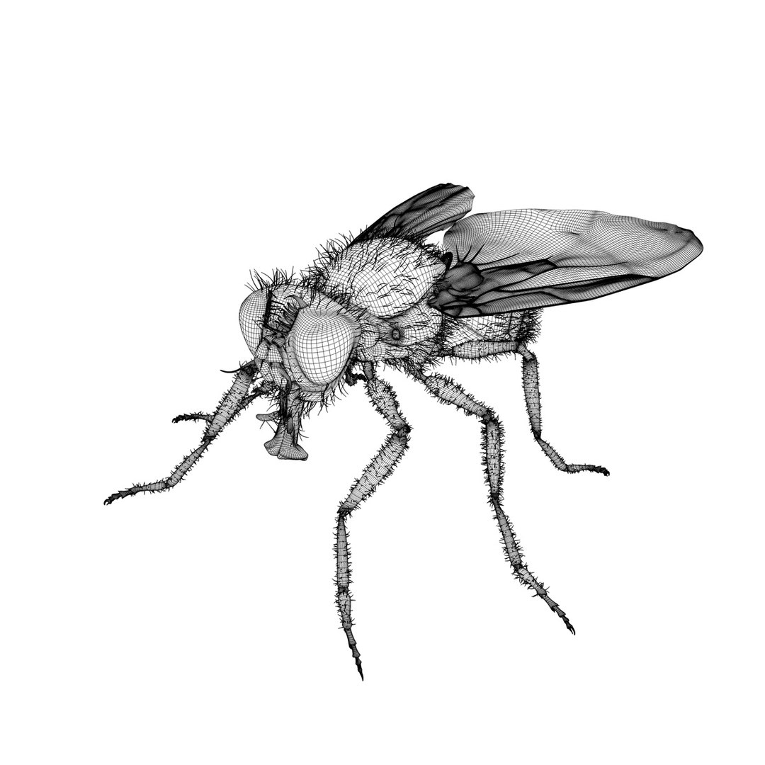 3d Housefly Hair Model