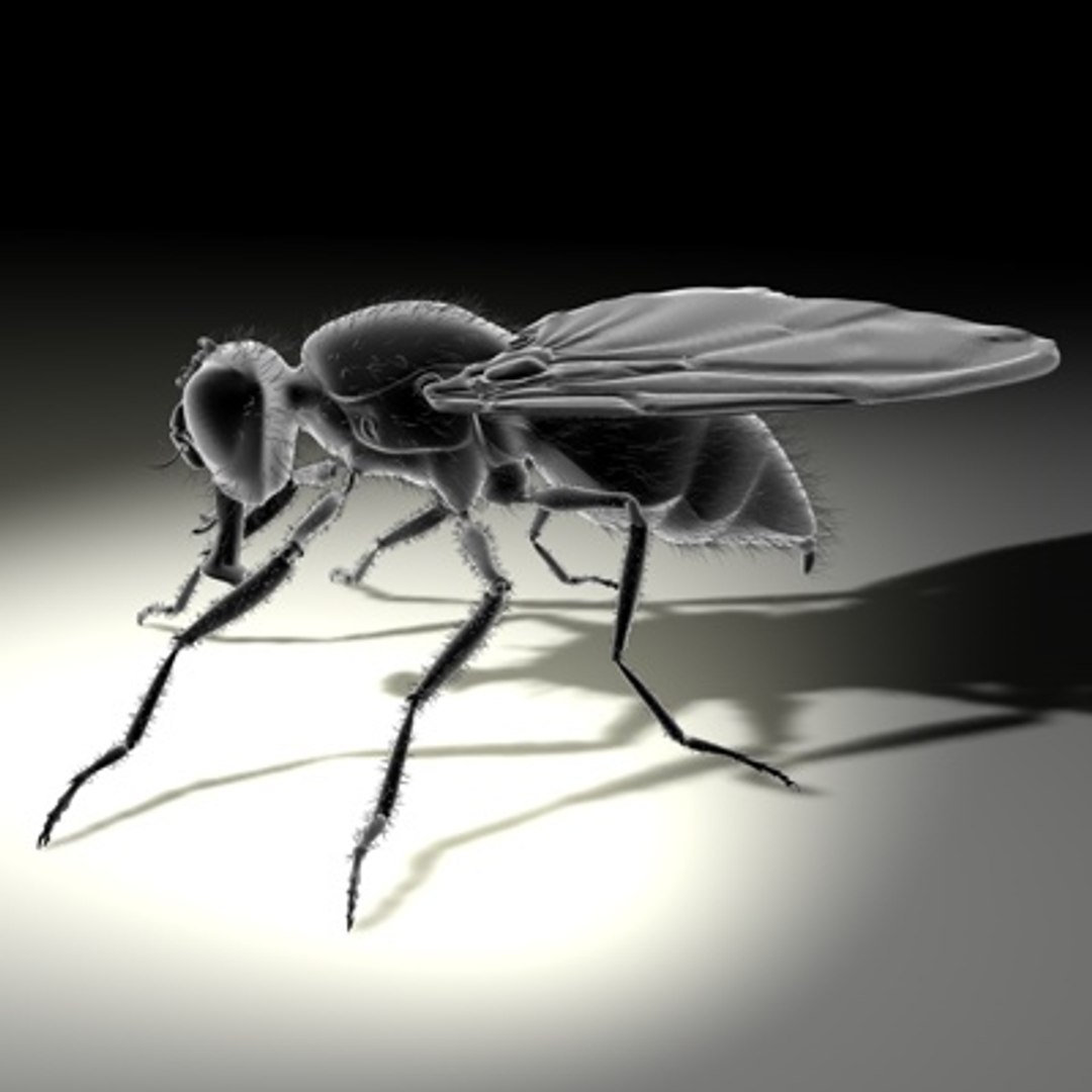 3d Housefly Hair Model