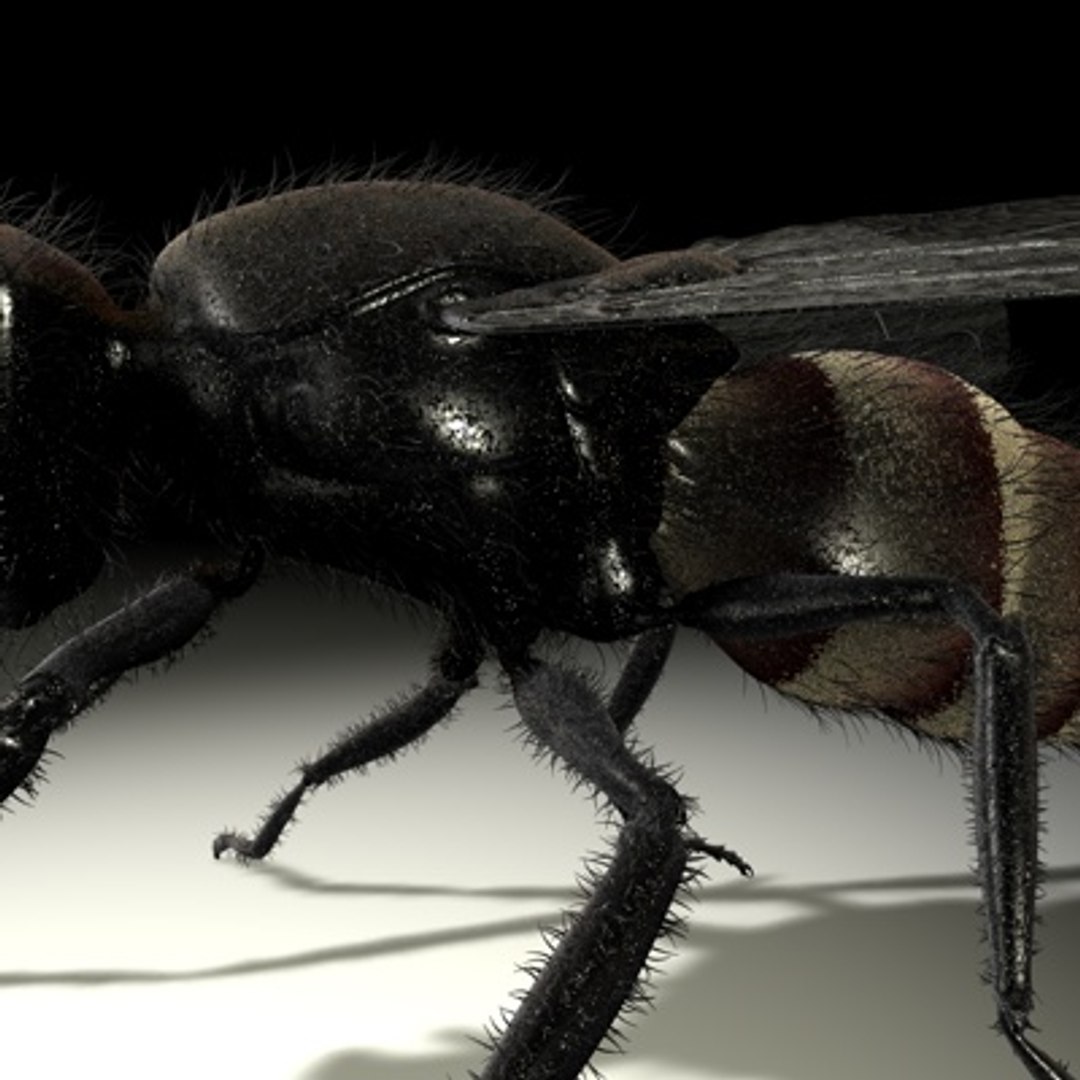 3d Housefly Hair Model