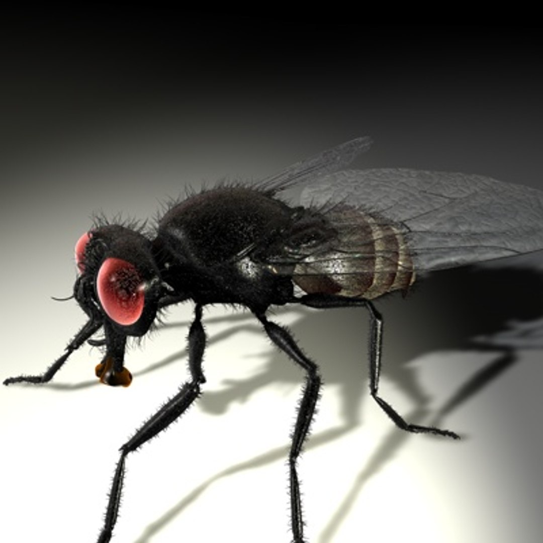 3d Housefly Hair Model