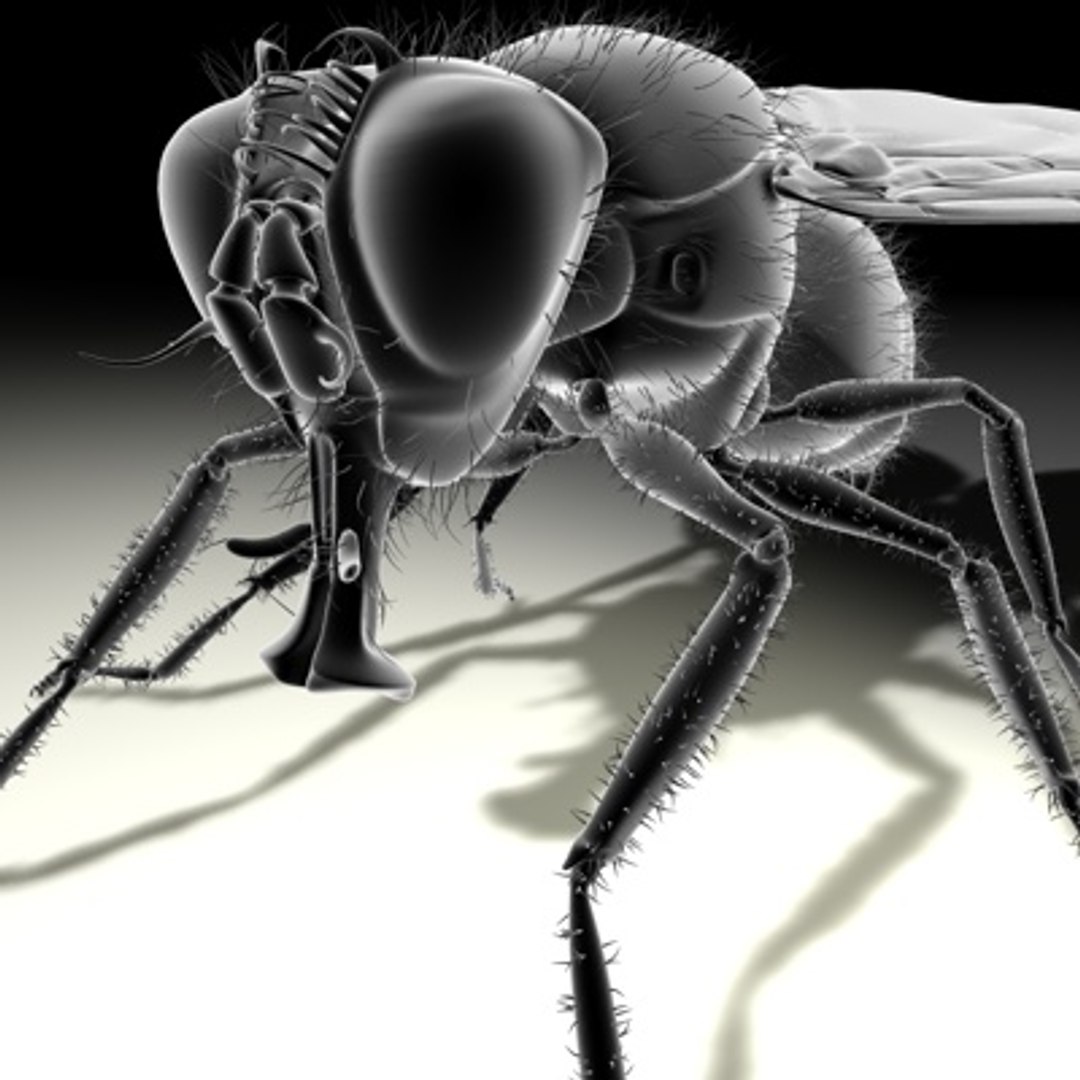 3d Housefly Hair Model
