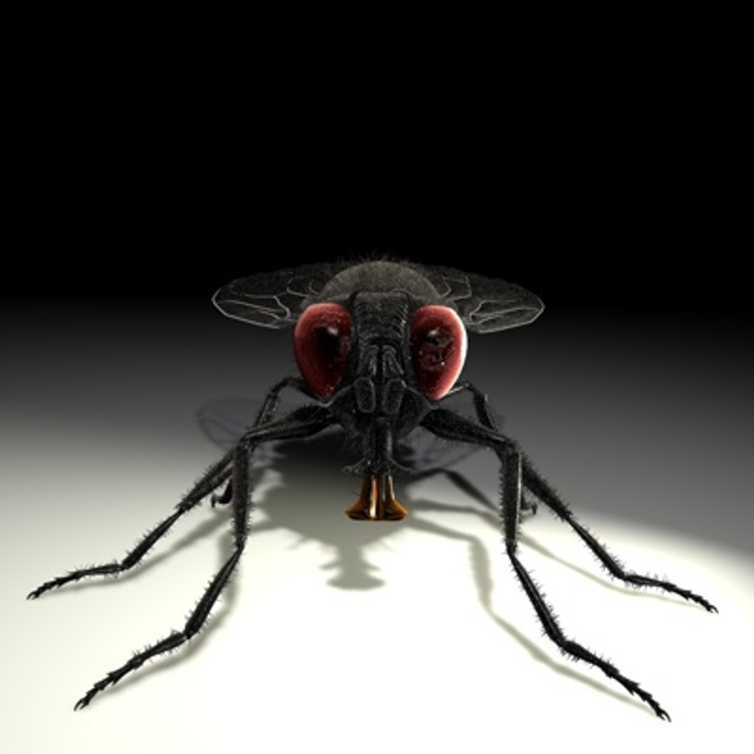 3d Housefly Hair Model