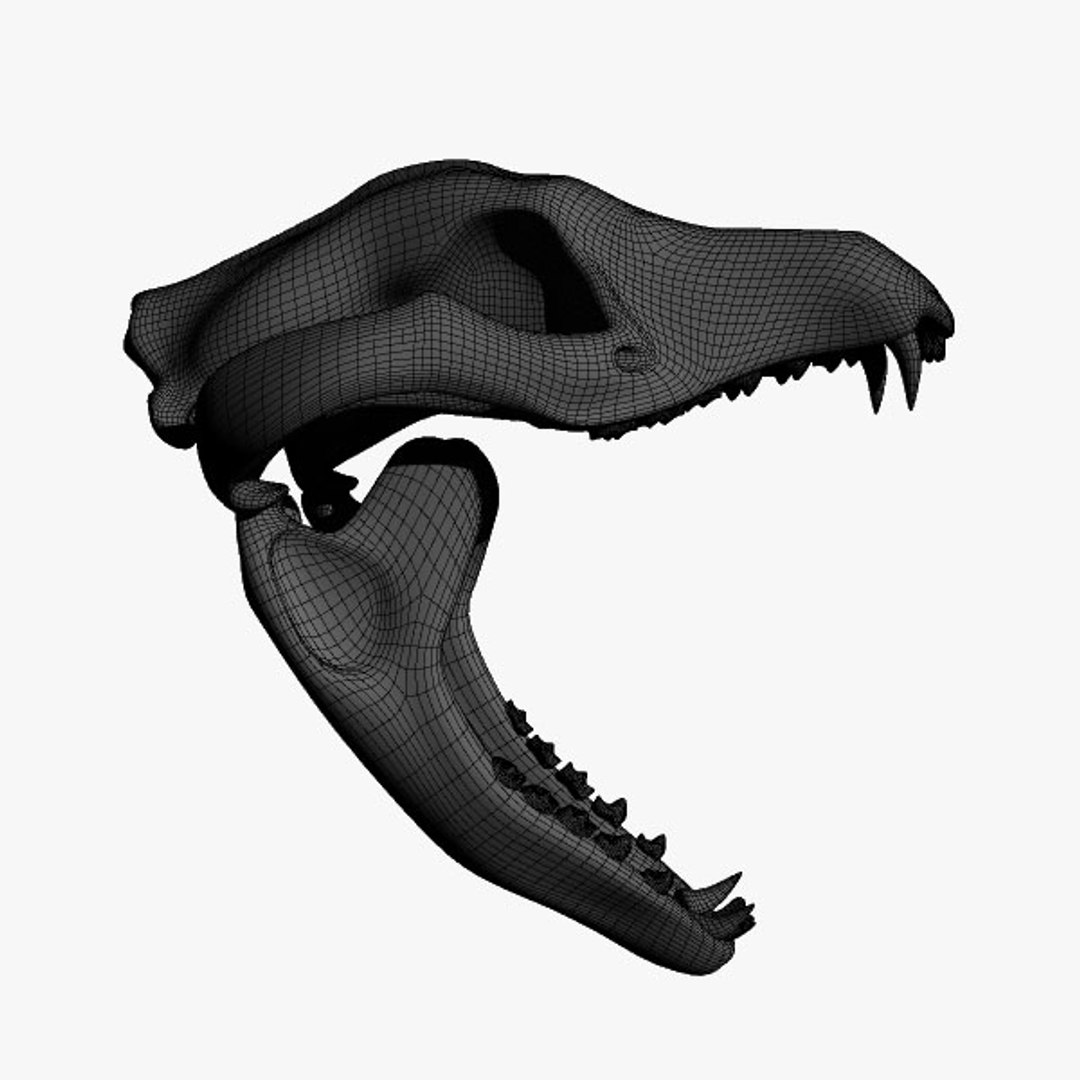 Thylacine Skull 3d 3ds