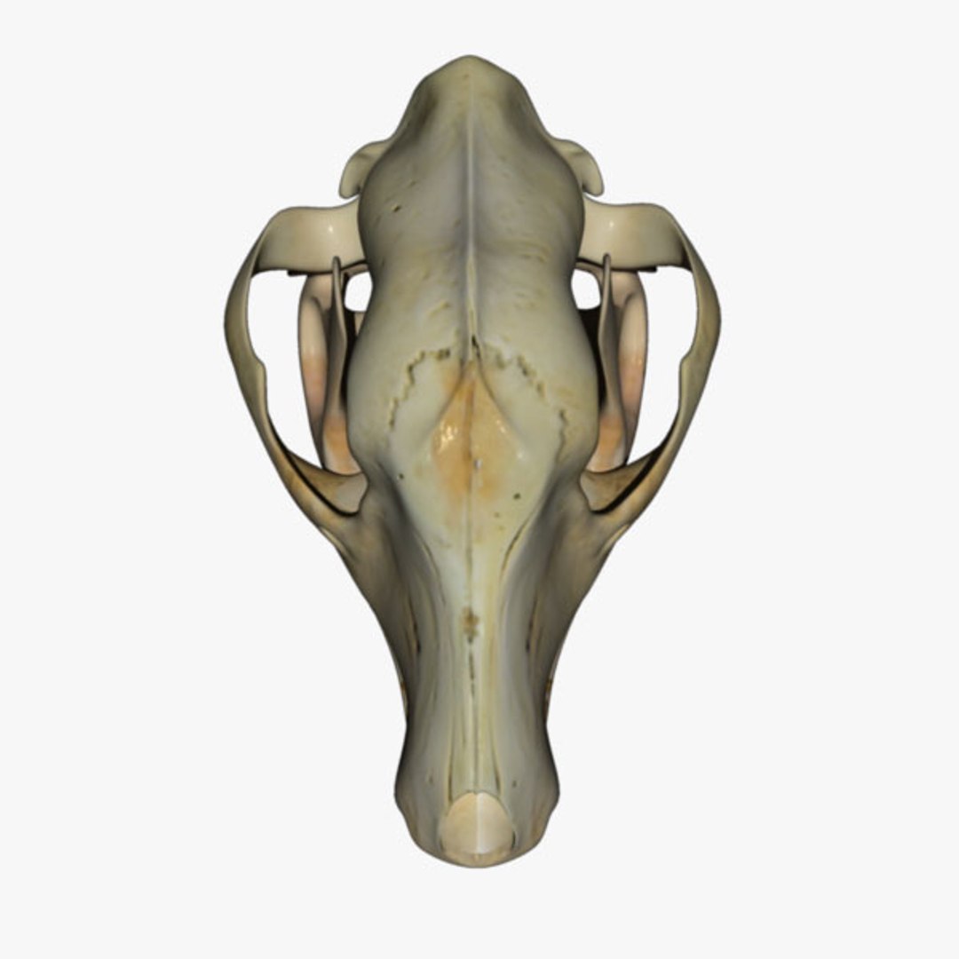 Thylacine Skull 3d 3ds