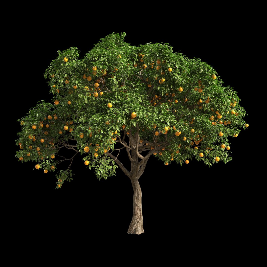 3D Model Fruit Tree Orange - TurboSquid 1336941