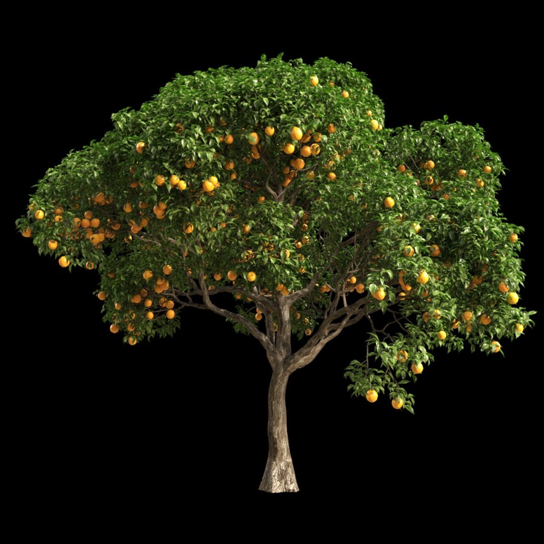 3D Model Fruit Tree Orange - TurboSquid 1336941