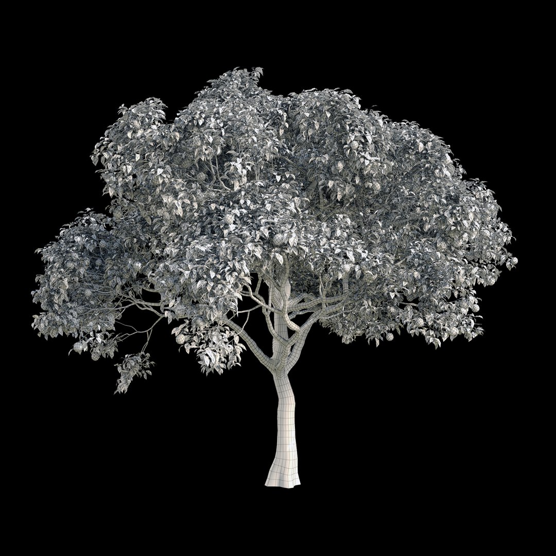 3D Model Fruit Tree Orange - TurboSquid 1336941
