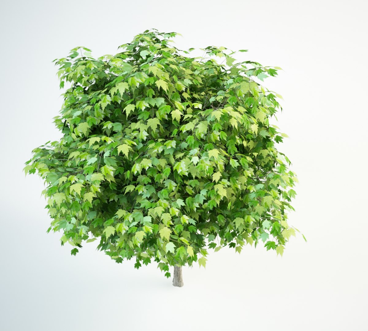 3D Red Maple Tree Model - TurboSquid 1396210